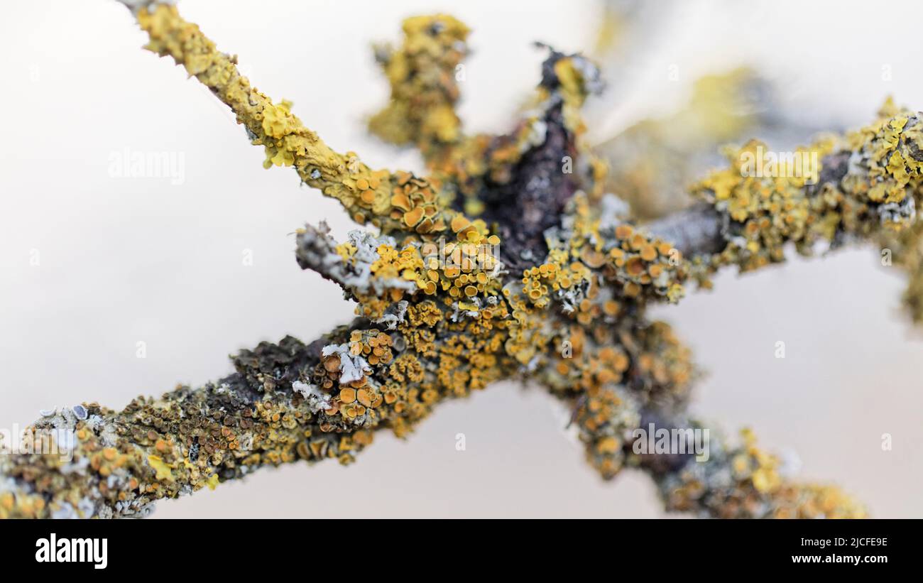 Lichen on apple tree, macro shot Stock Photo - Alamy