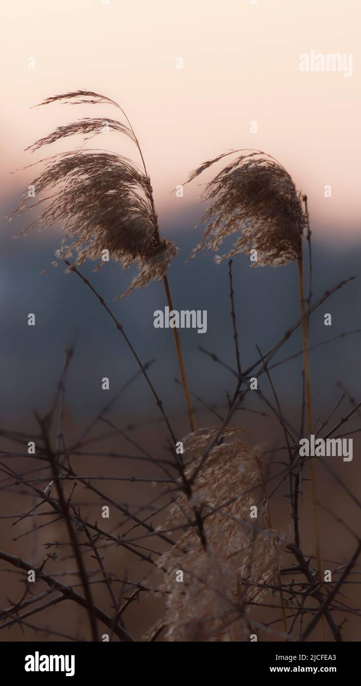 Dawn light on reed hi-res stock photography and images - Alamy