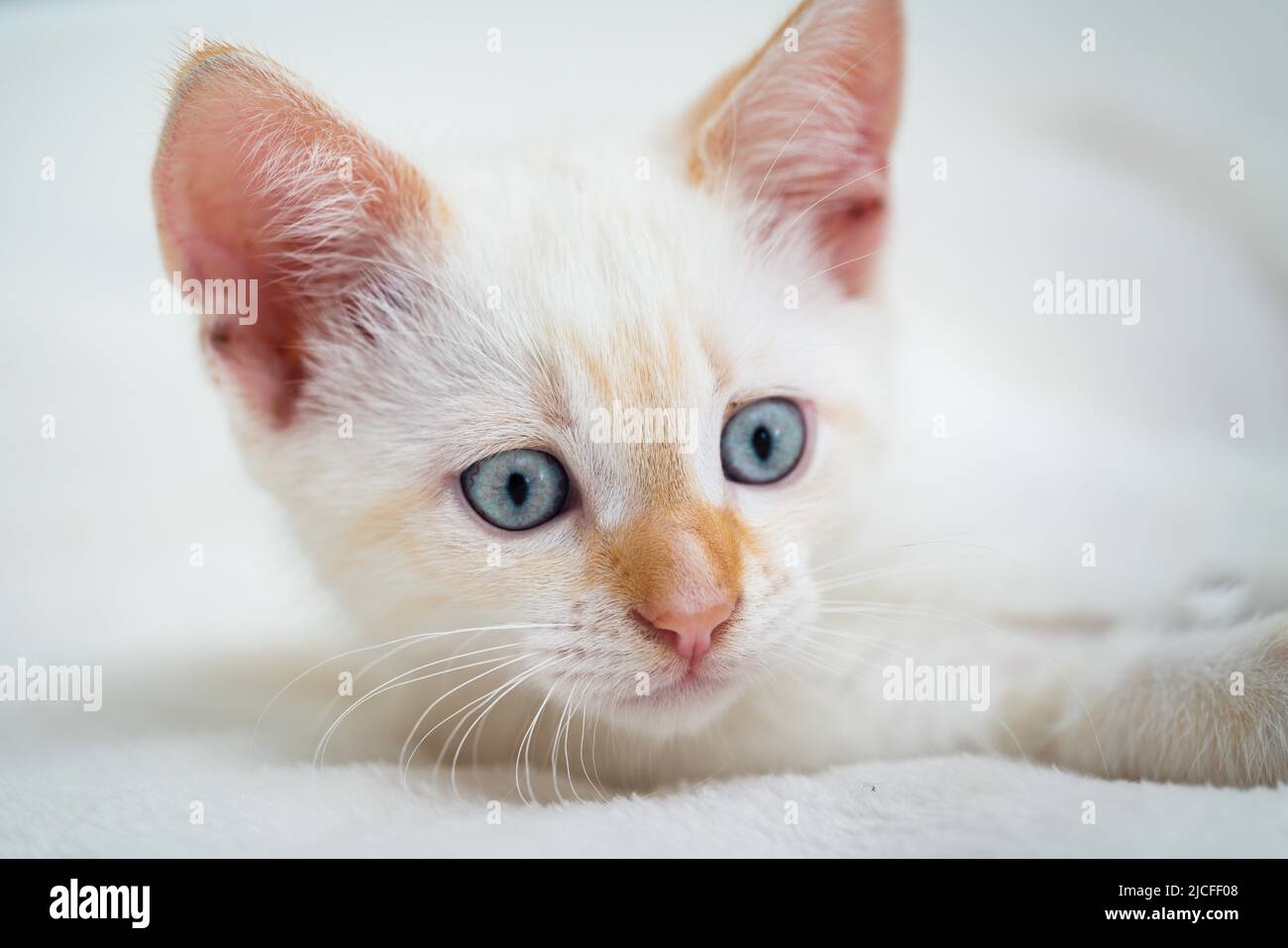 White beautiful kitten with blue eyes Stock Photo - Alamy