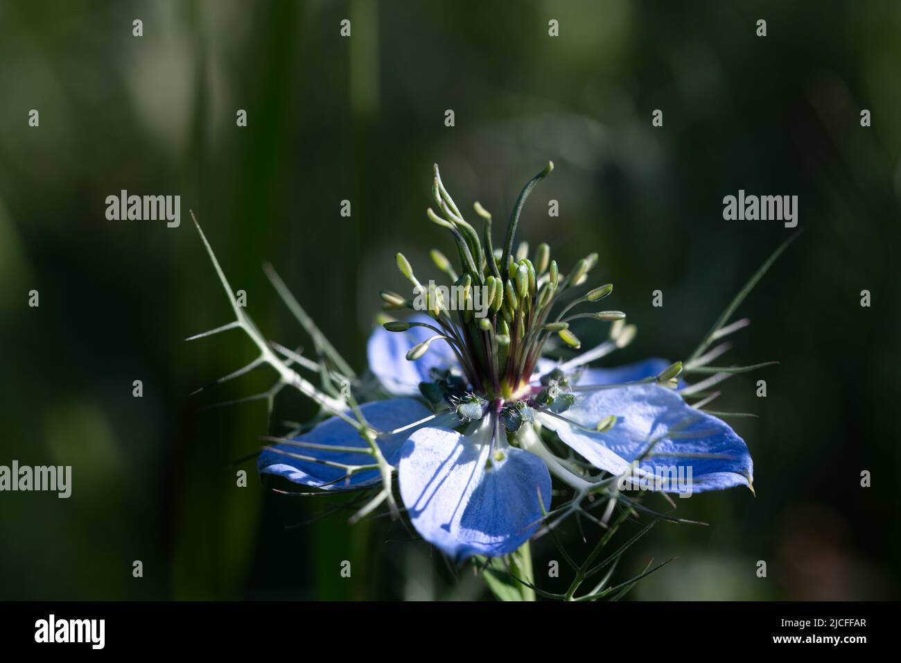 Close-up of the blue flower of a Damsel in the Green (Nigella damascena ...