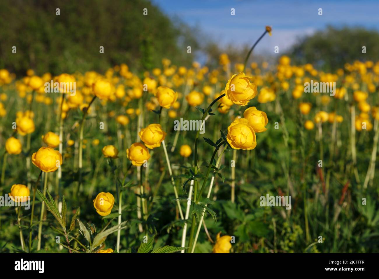 Yellow Trollius europaeus. The common name of some species is ...