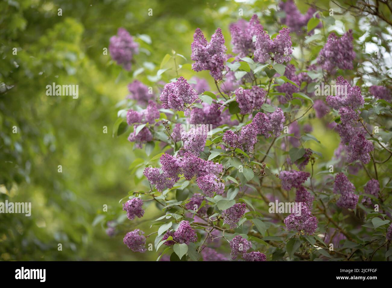 Spring lilac bush hi-res stock photography and images - Alamy