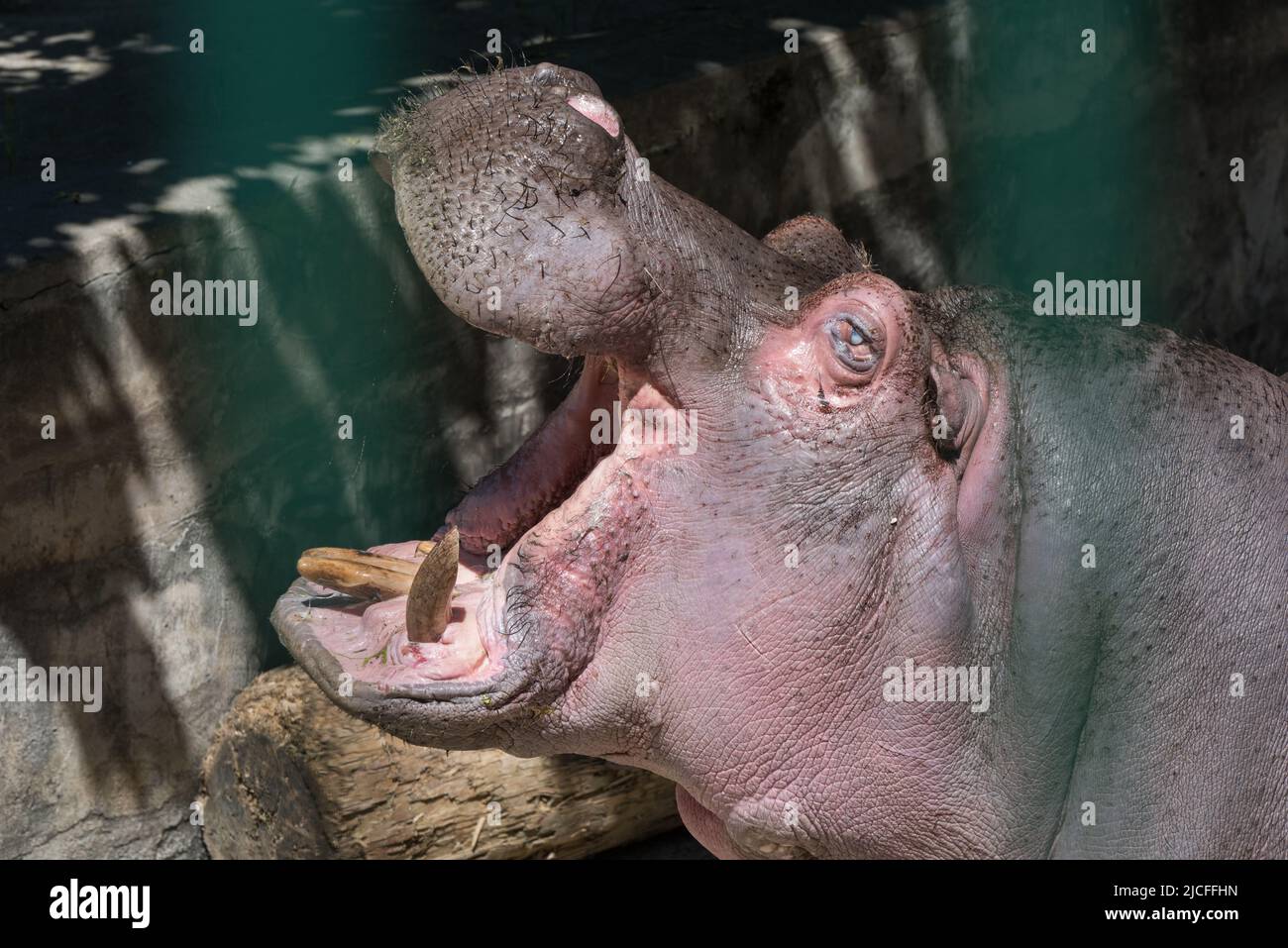 Hippo feeding in the zoo. Reproduction and care of hippos Stock Photo ...