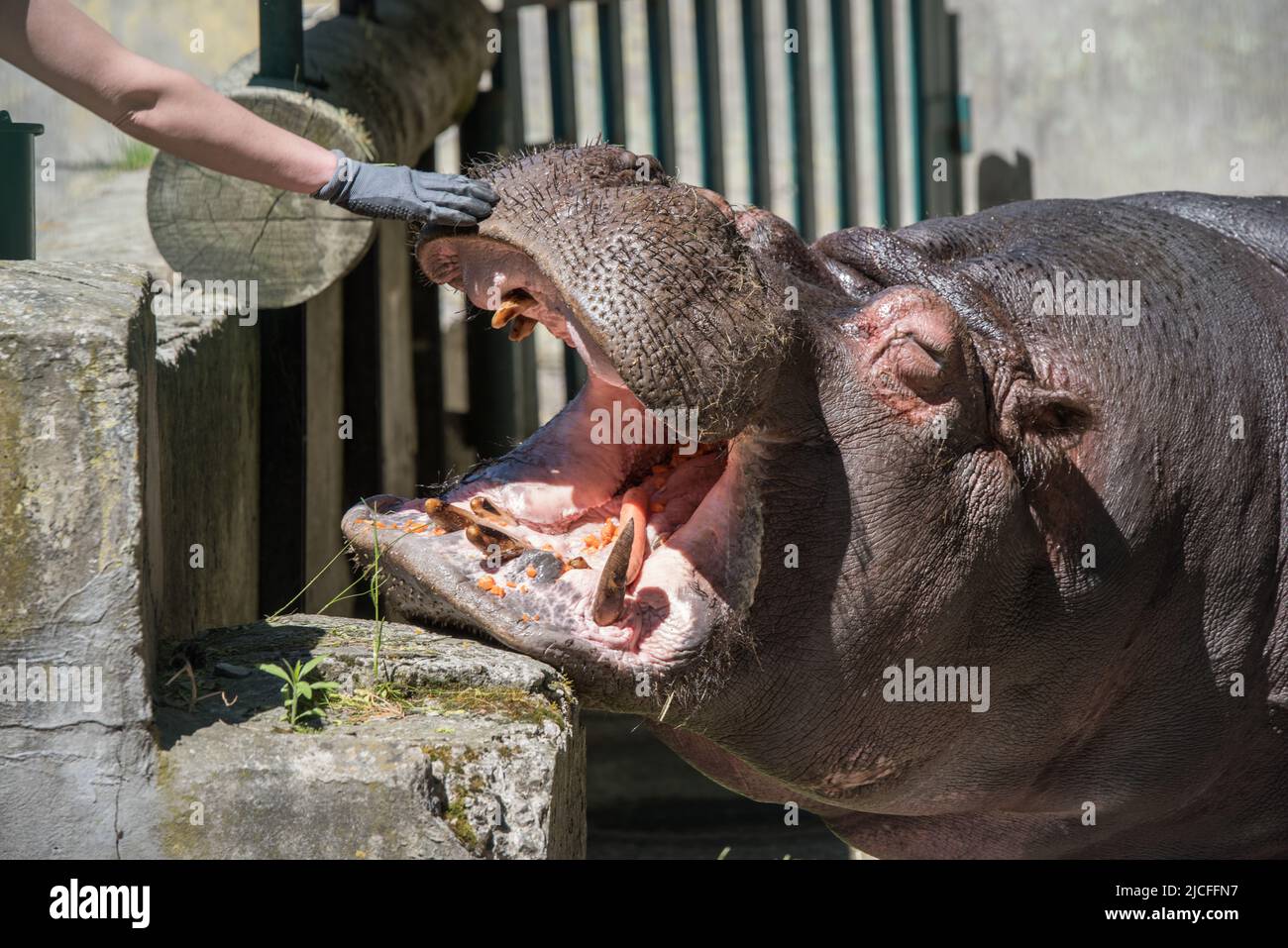 Food Chain Of A Hippopotamus at Bertha Arrington blog
