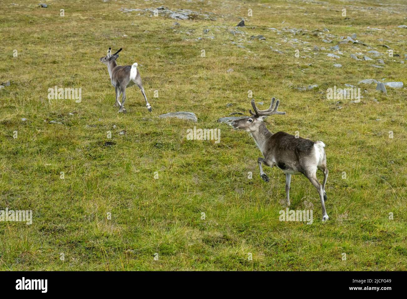 Norway, Troms og Finnmark, Reindeer (Rangifer tarandus) in the wild ...