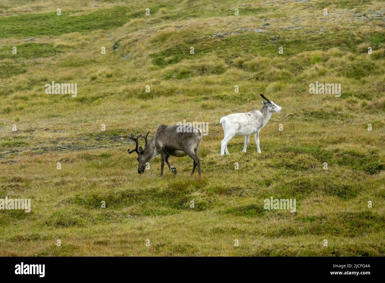 Norway, Troms og Finnmark, Reindeer (Rangifer tarandus) in the wild ...