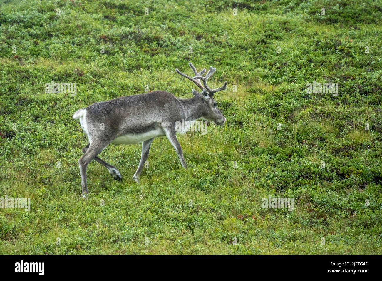 Norway, Troms og Finnmark, Reindeer (Rangifer tarandus) in the wild ...