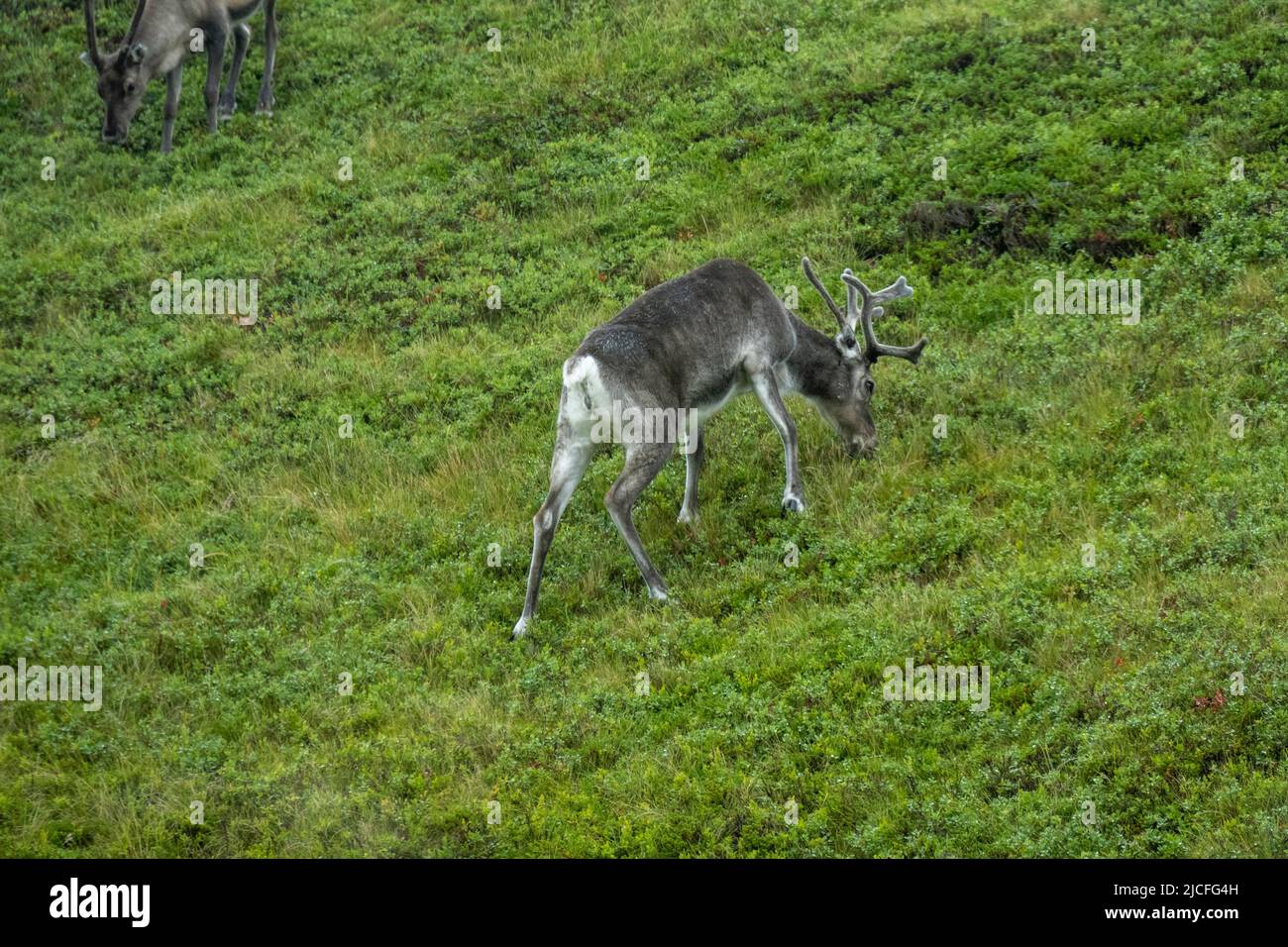 Norway, Troms og Finnmark, Reindeer (Rangifer tarandus) in the wild ...