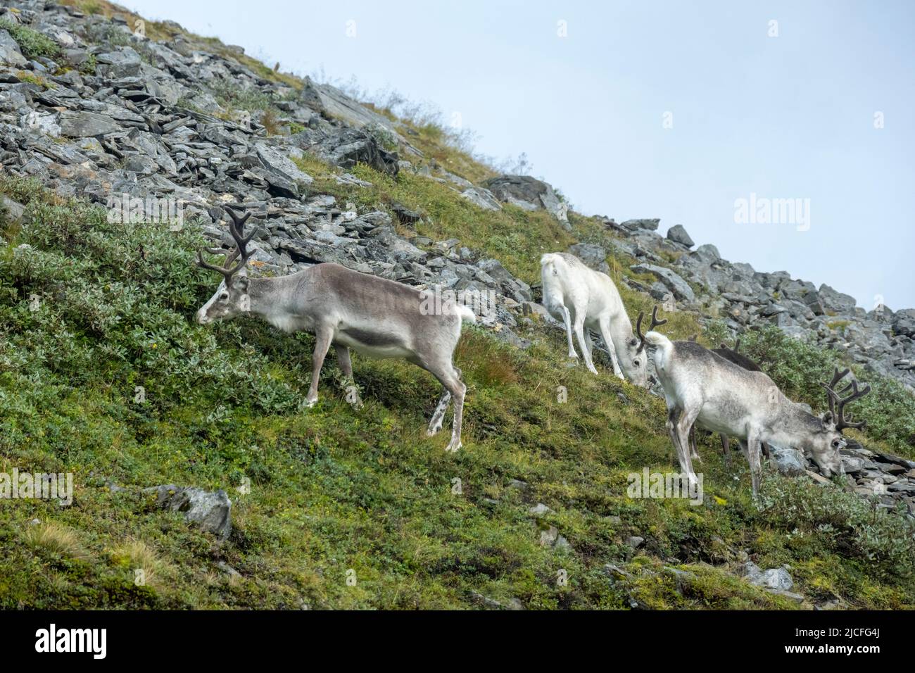 Norway, Troms og Finnmark, Reindeer (Rangifer tarandus) in the wild ...