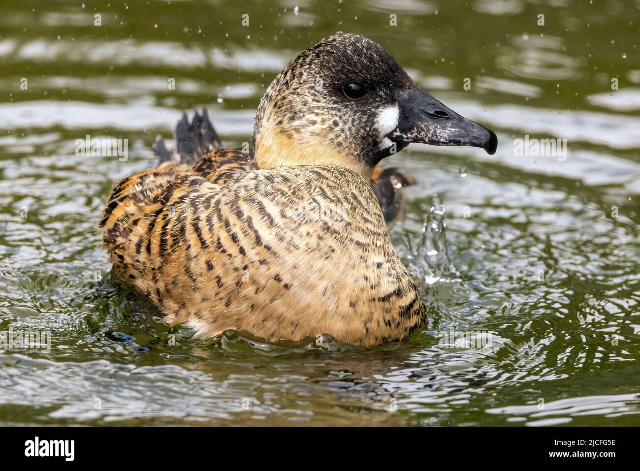 African wetlands hi-res stock photography and images - Alamy