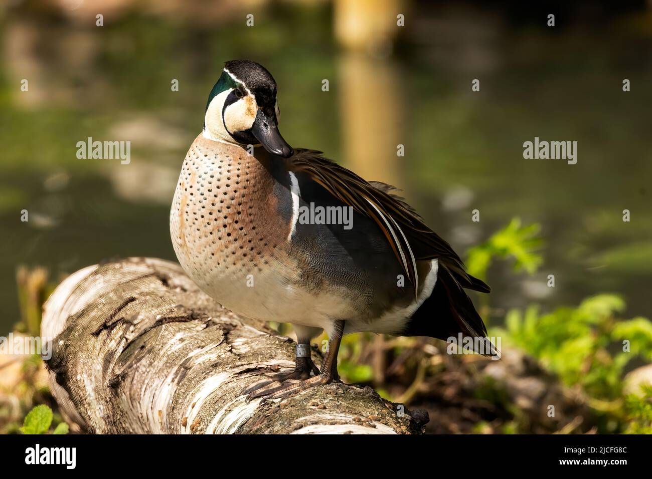 Baikal Teal aka Squawk Duck or Bimaculate Duck at WWT Arundel Wetland ...