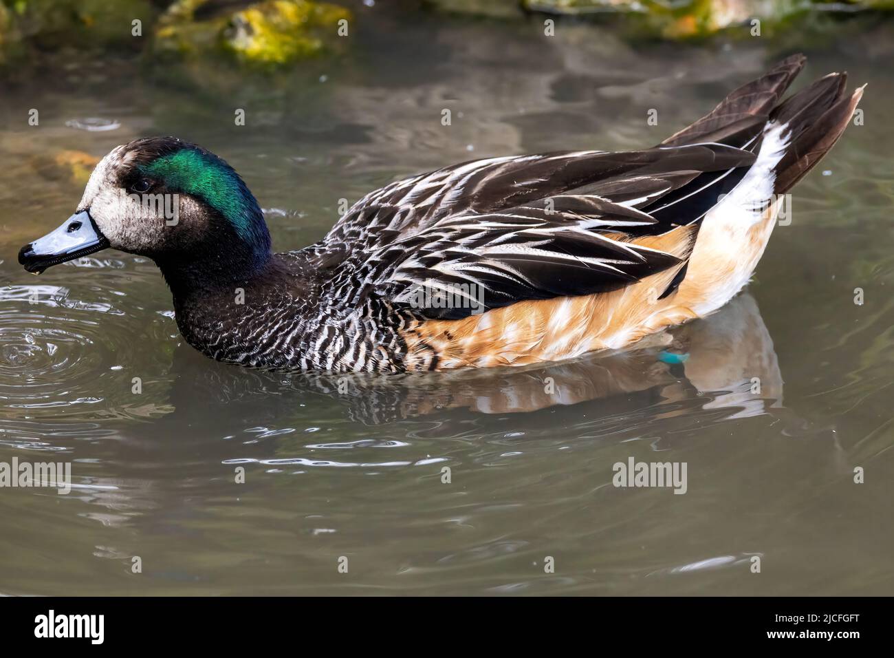 Chiloe Wigeon aka as the Southern Wigeon or Piebald Duck at WWT Arundel ...