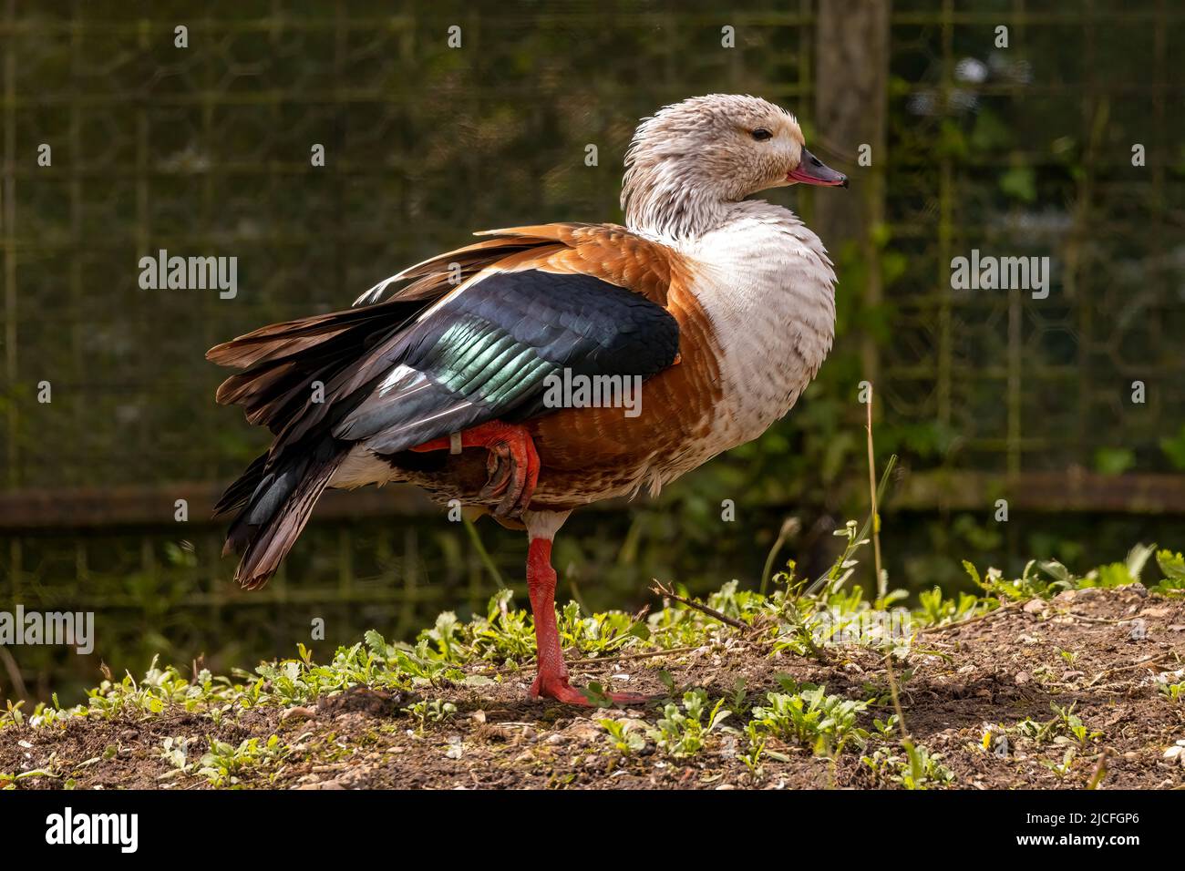 Male orinoco goose hi-res stock photography and images - Alamy