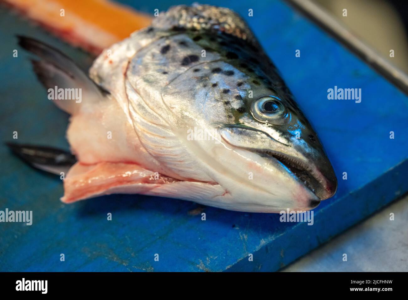 Salmon head hi-res stock photography and images - Alamy