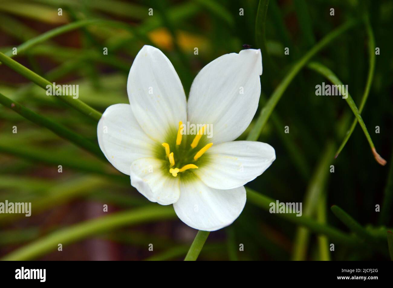 Swamp lily border uk hi-res stock photography and images - Alamy