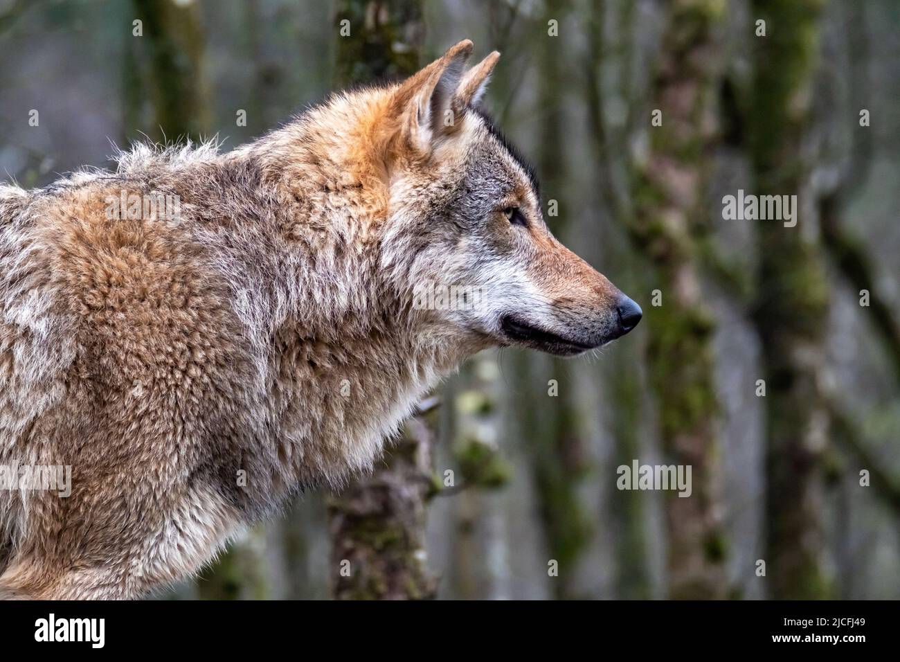 White wolve pack hi-res stock photography and images - Alamy