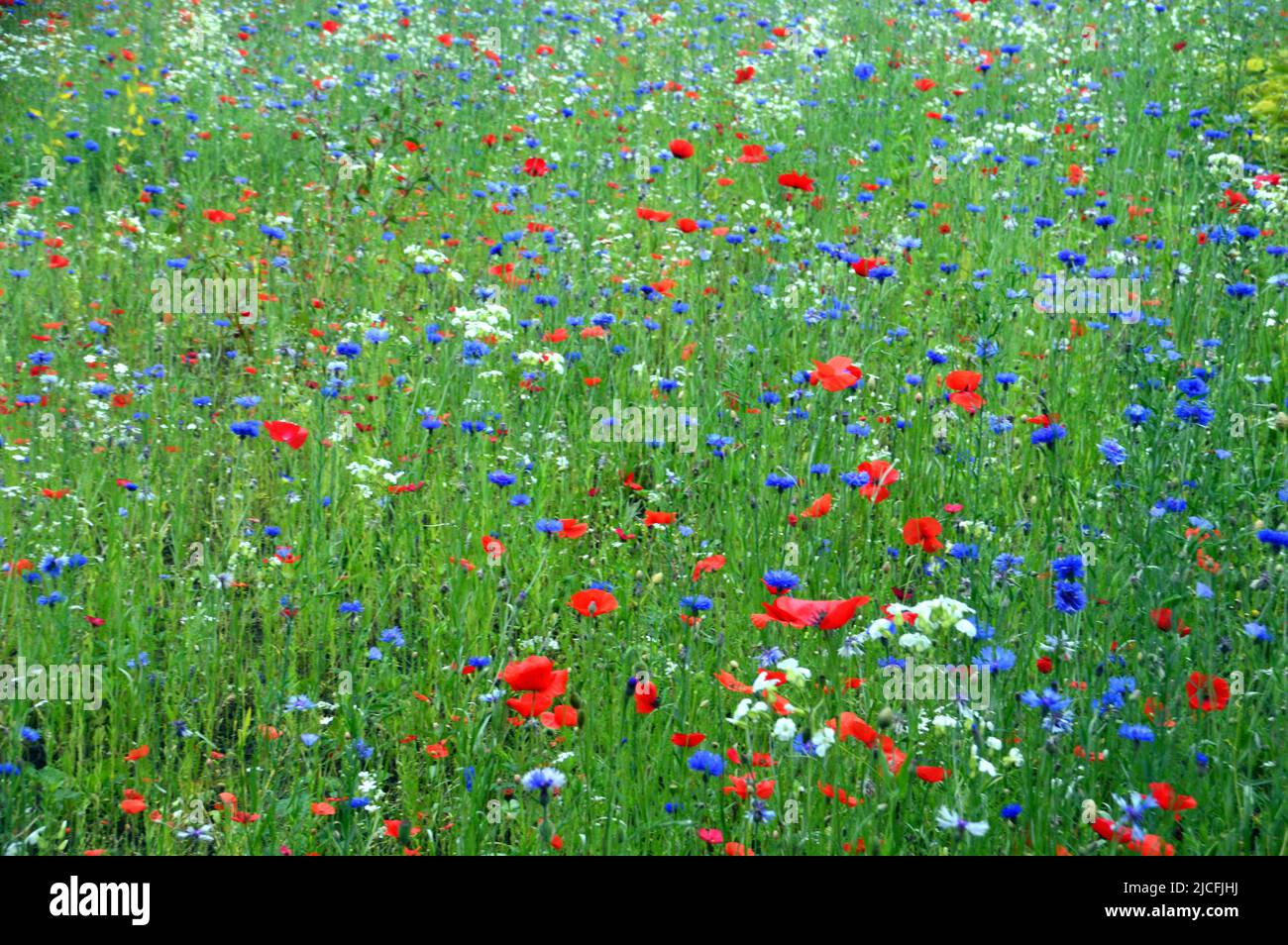 Wild Summer Flowers grown in Wild Flower Border at RHS Garden Harlow ...