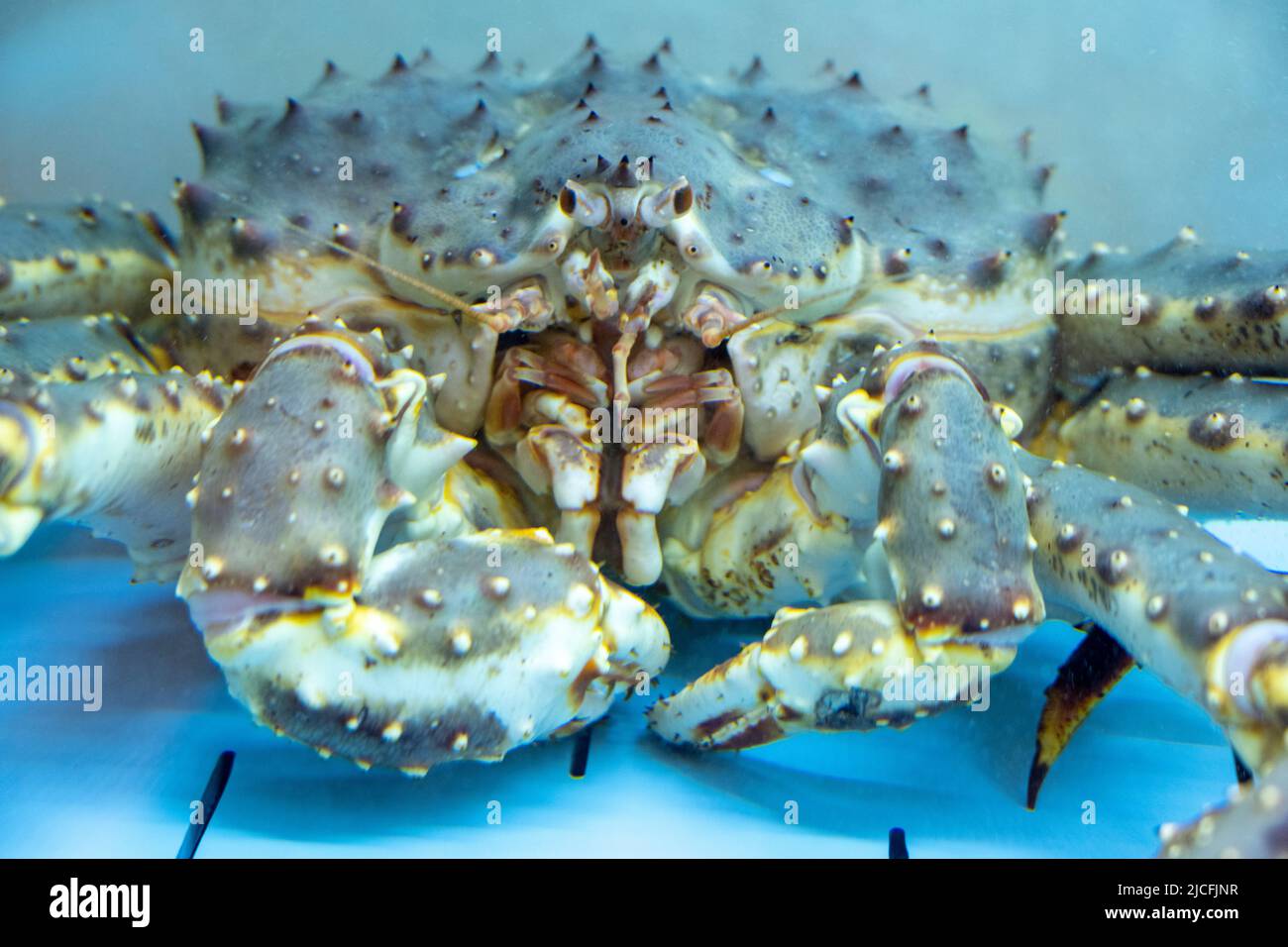 Norway, king crabs (Lithodidae Stock Photo - Alamy