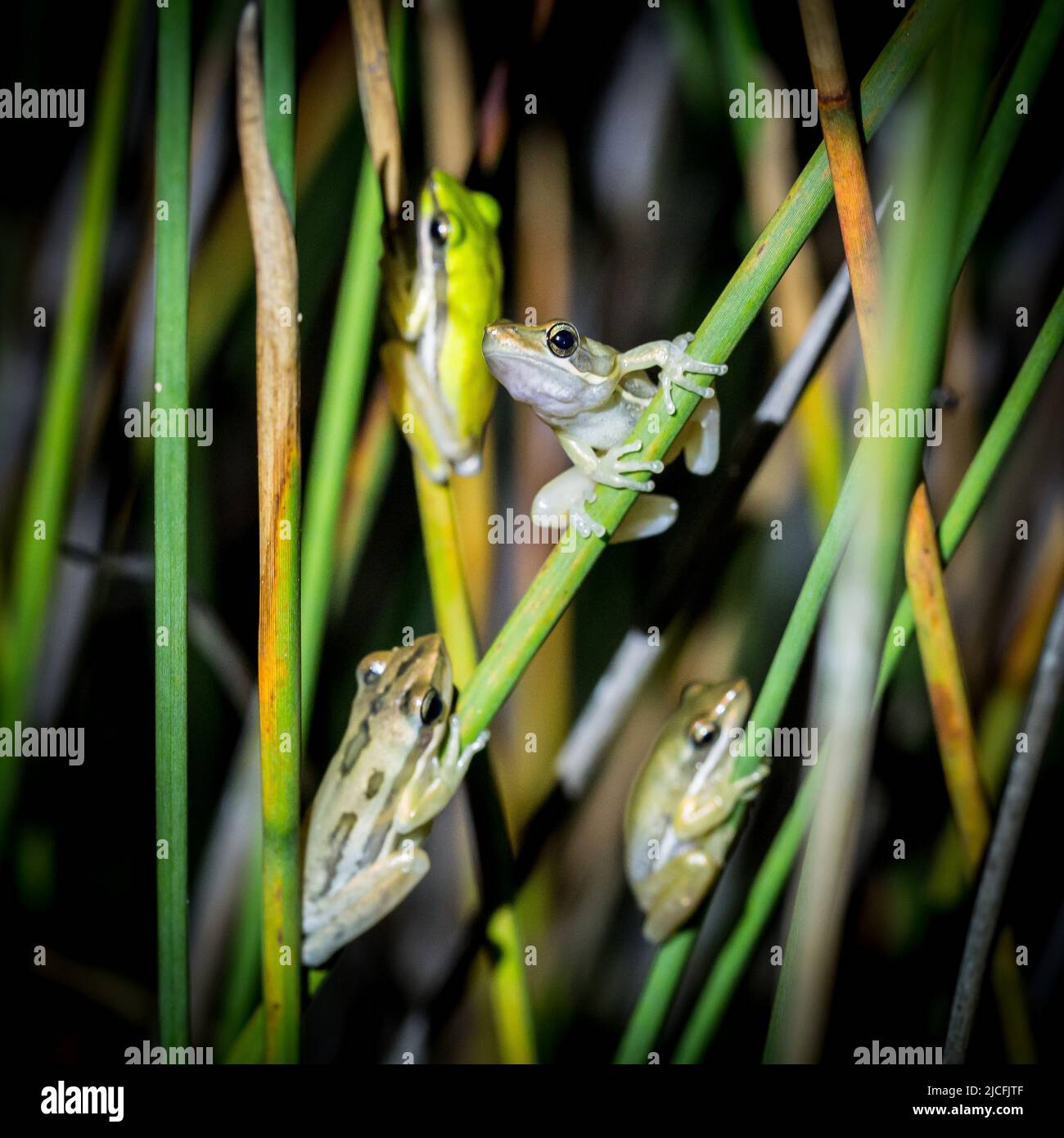 Four slender tree frogs on reeds Northclifffe, Western Australia Stock ...