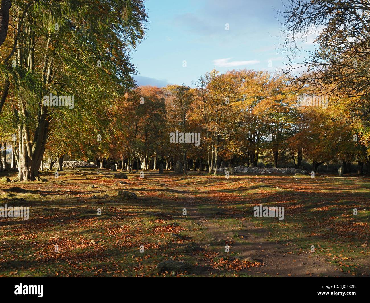 The leaves on the beech trees at Clava Cairns in full autumn colours ...