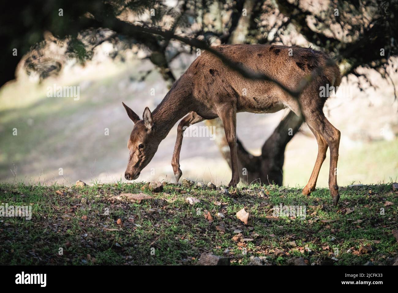 Female deer with skinned hair walking in the wild Stock Photo - Alamy