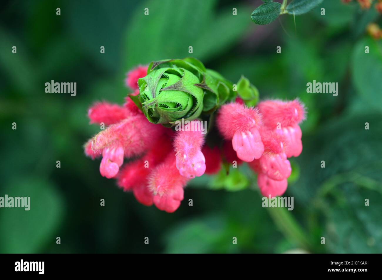 Pink fuzzy petals hi-res stock photography and images - Alamy