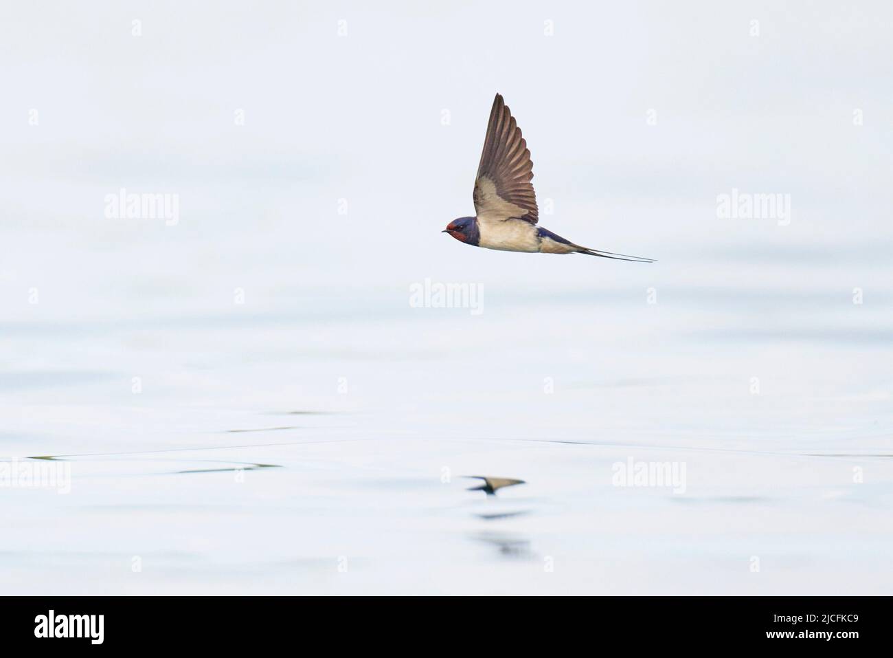 Barn swallows in flight hi-res stock photography and images - Alamy