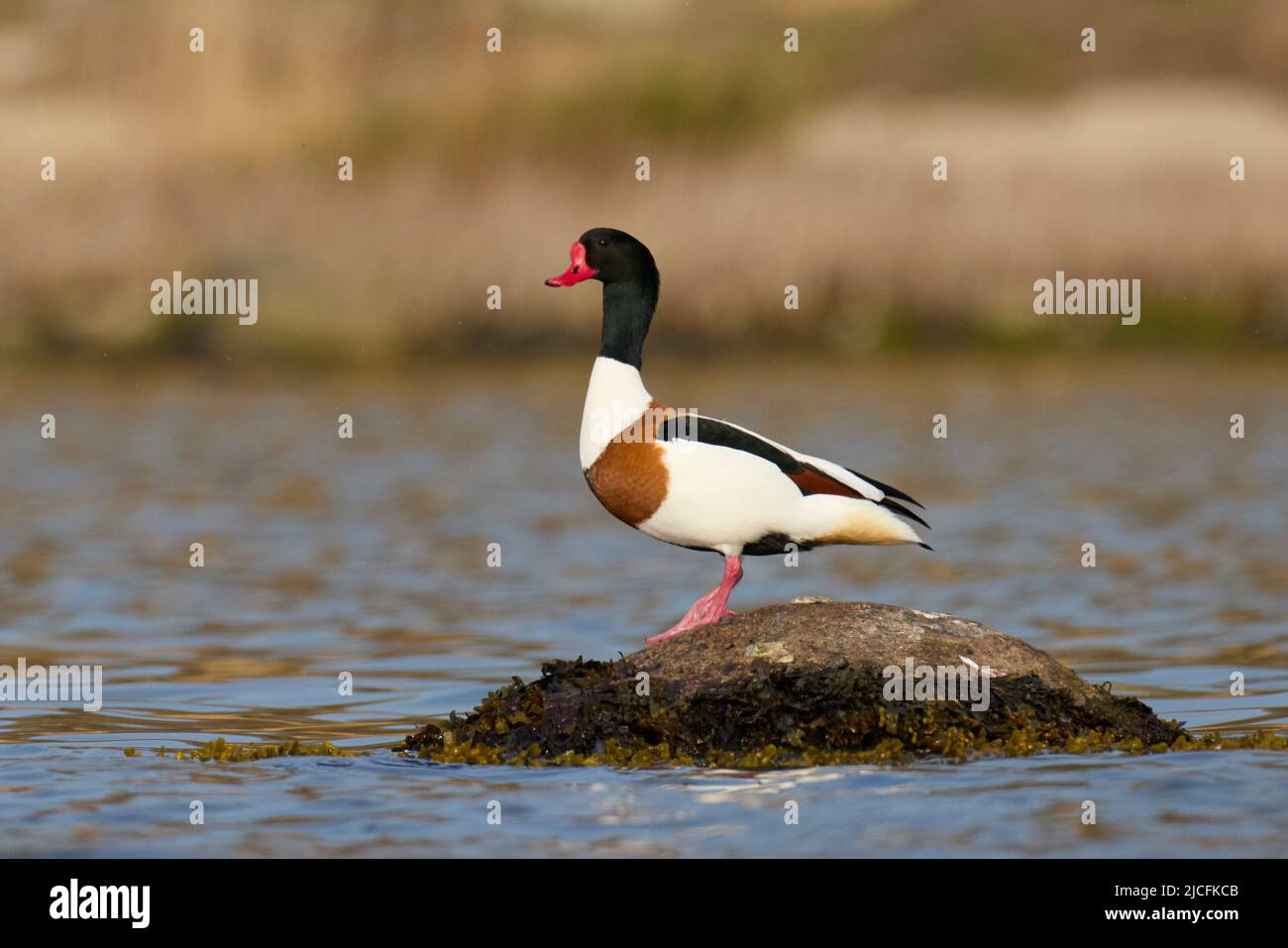 Northern shelduck hi-res stock photography and images - Alamy