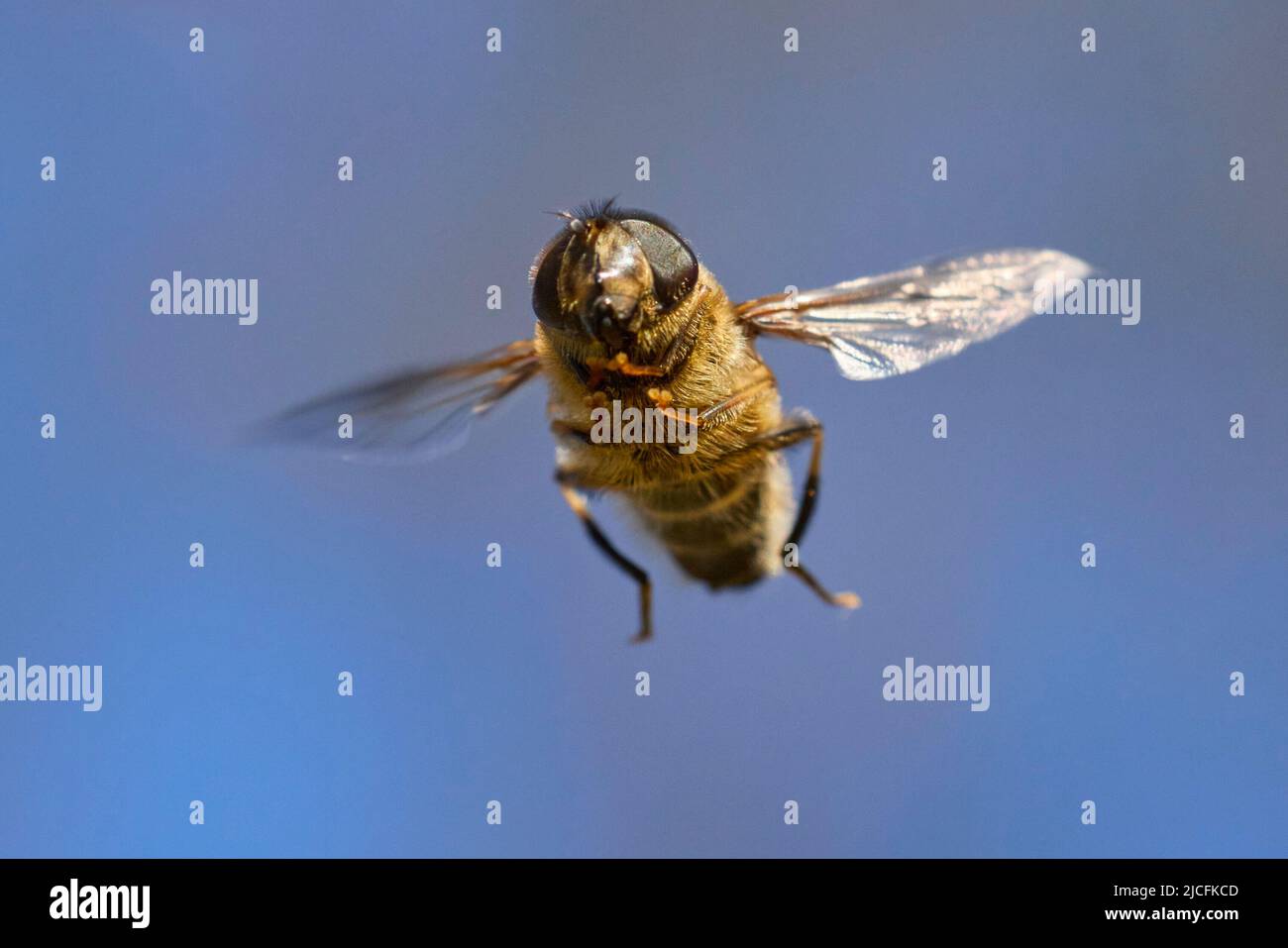 Hoverfly, Eristalis pertinax, in flight, head-on Stock Photo - Alamy