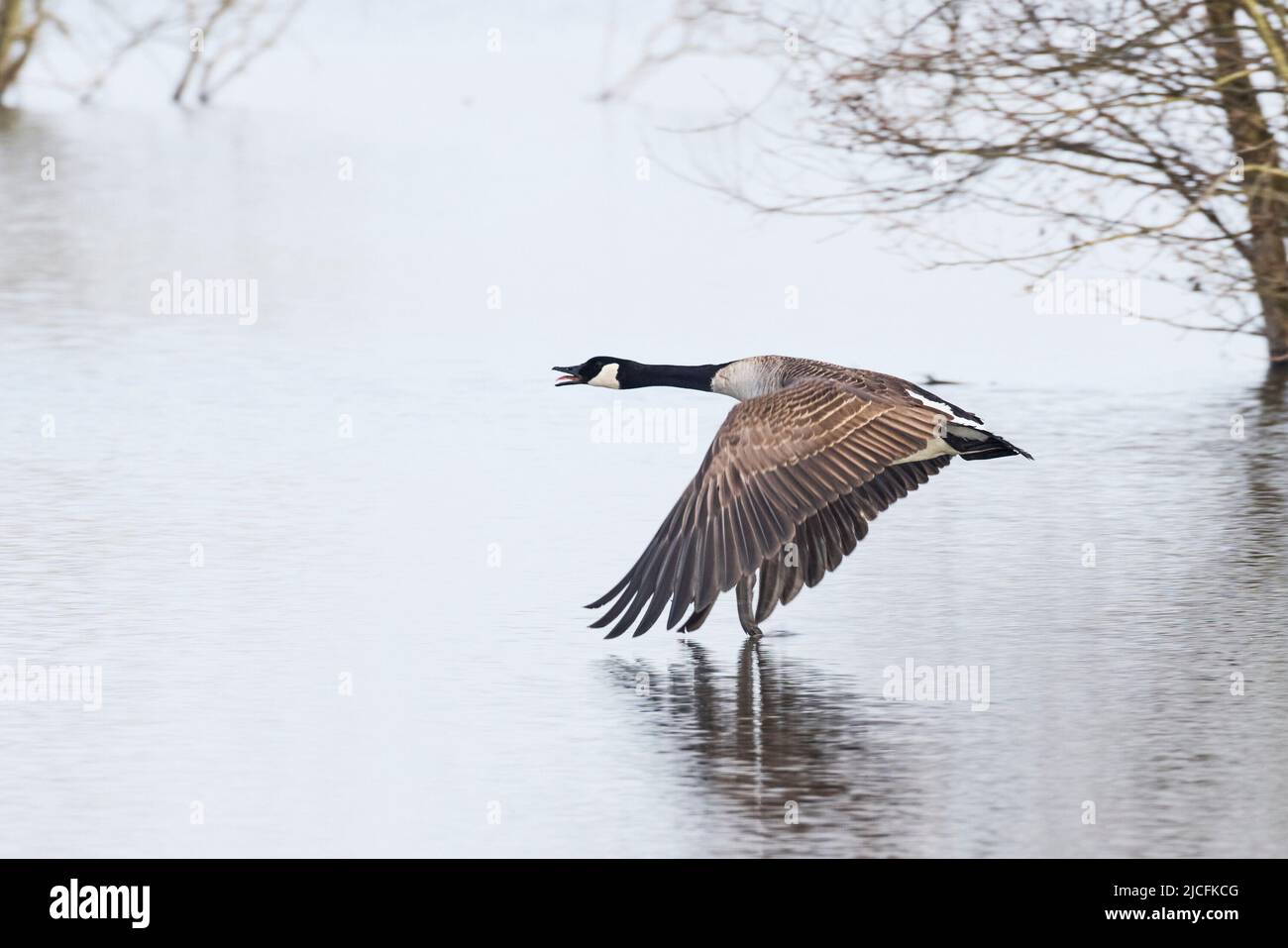 Canada goose, goose, Branta canadensis, in flight Stock Photo - Alamy