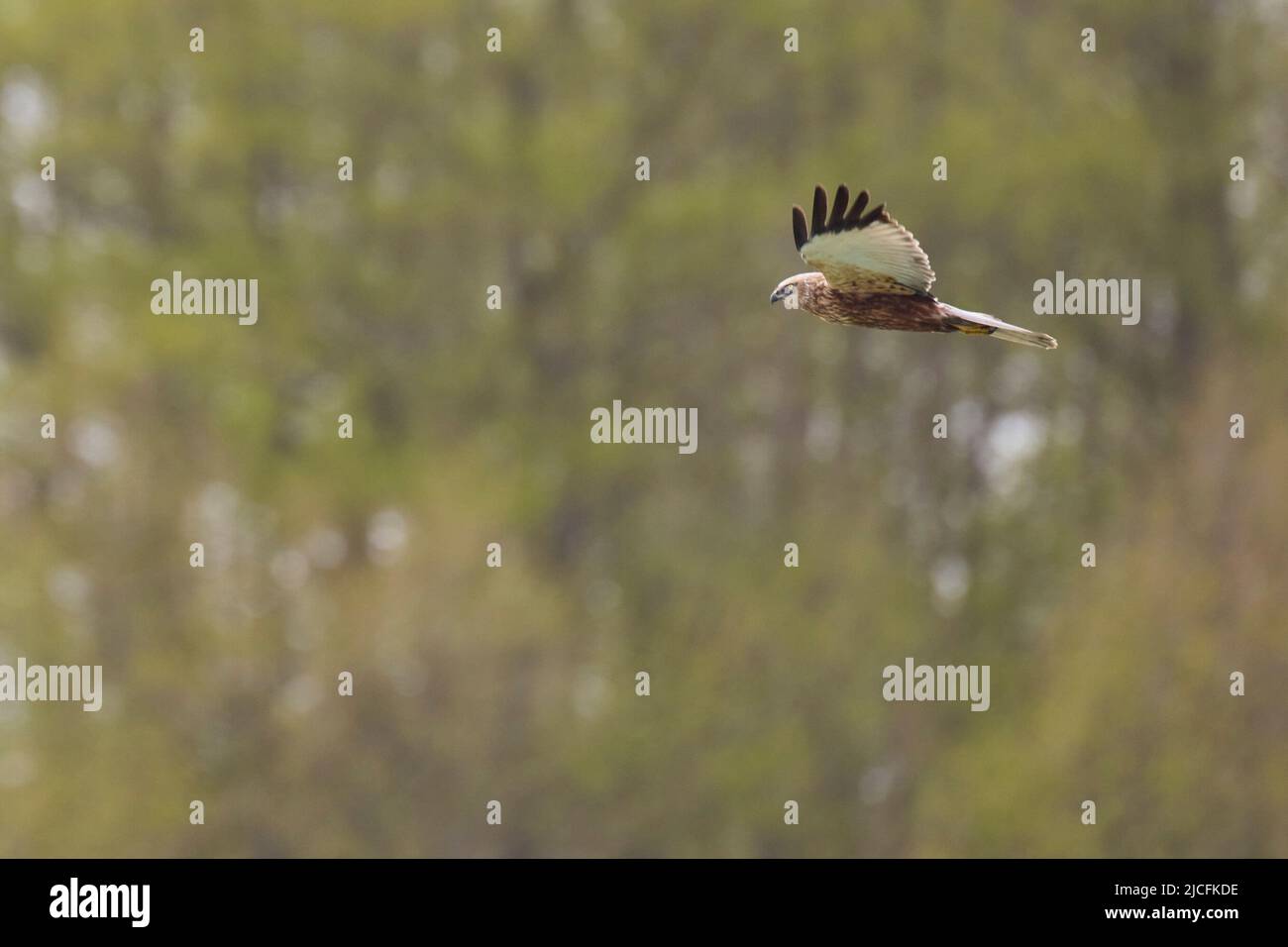 Marsh harrier, Circus aeruginosus, male, tercile, in flight Stock Photo ...