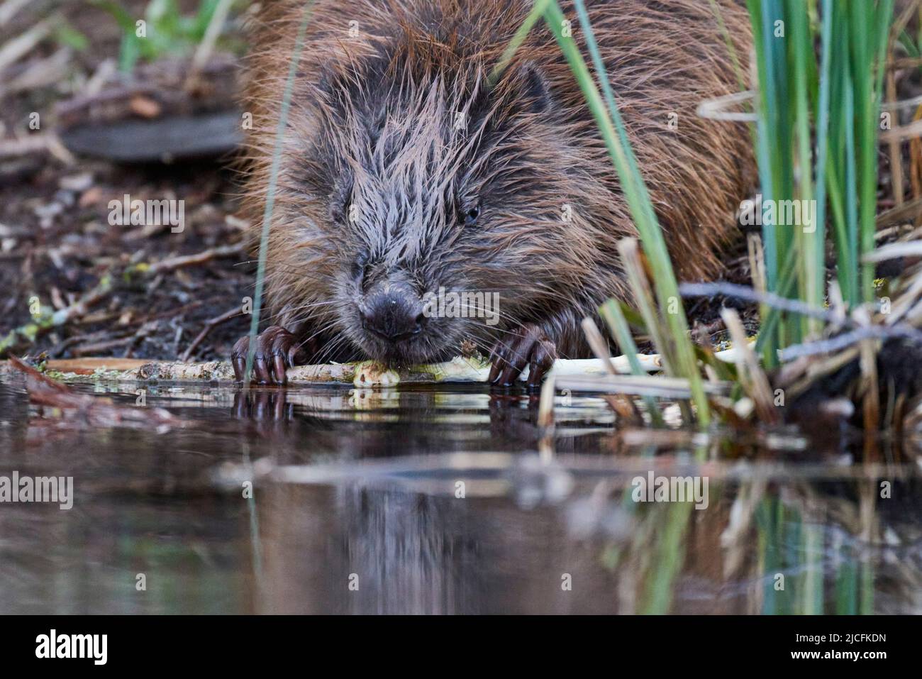 Beaver, Castor fiber, eat Stock Photo - Alamy