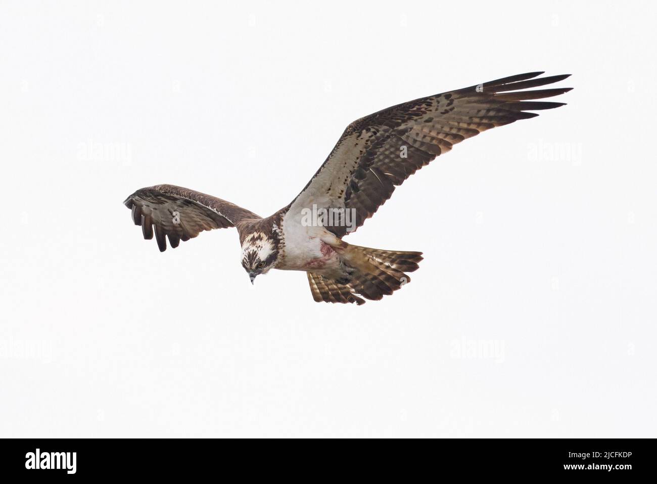 Osprey, Pandion haliaetus Stock Photo - Alamy