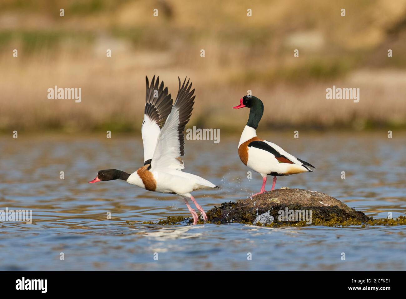 Northern shelduck hi-res stock photography and images - Alamy