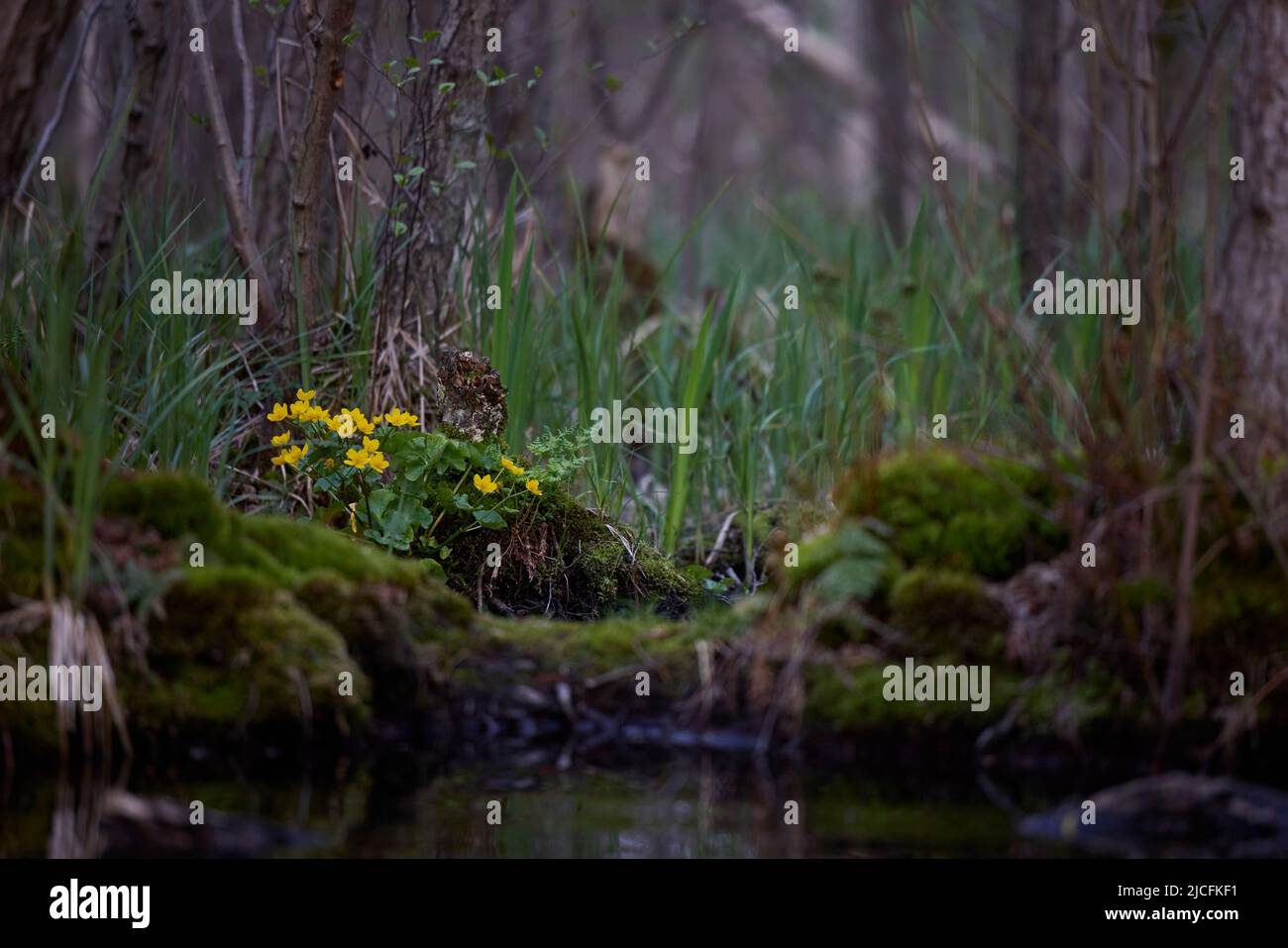 stream, bank, marsh marigold Stock Photo - Alamy