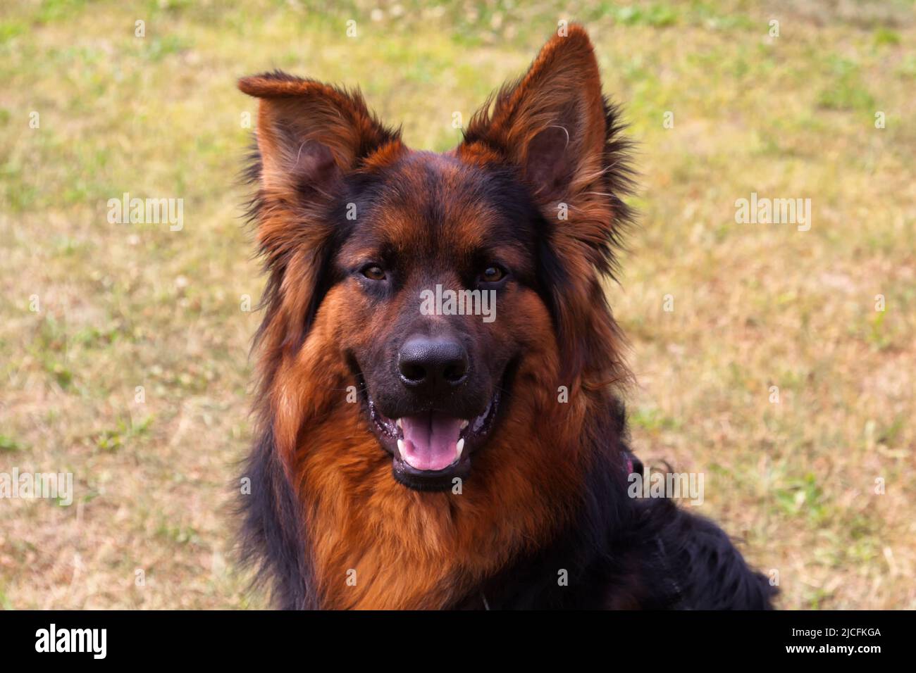 Old German herding dogs Stock Photo - Alamy