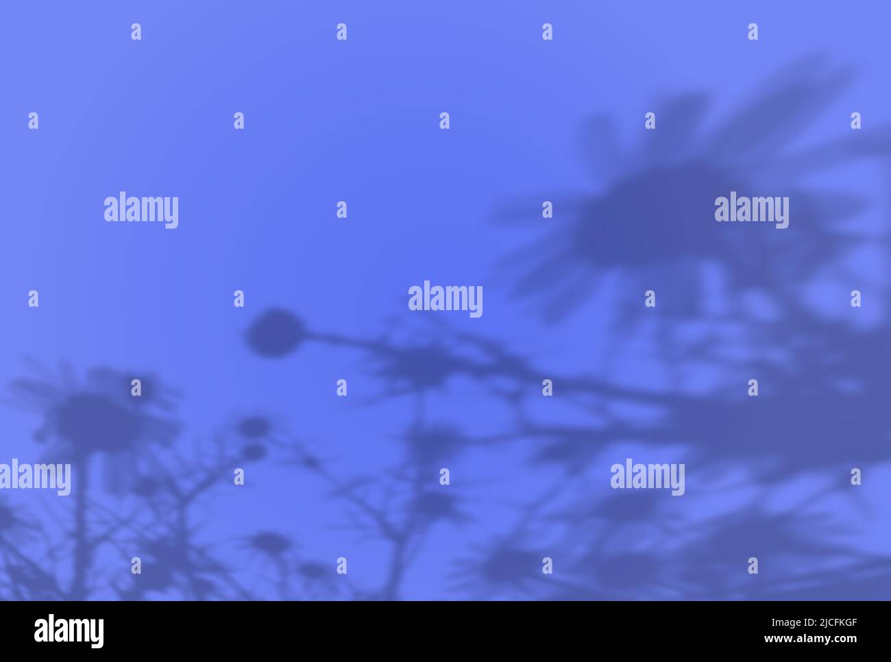 Natural light casts shadows from flowers Cosmea. Top view of the shadow ...