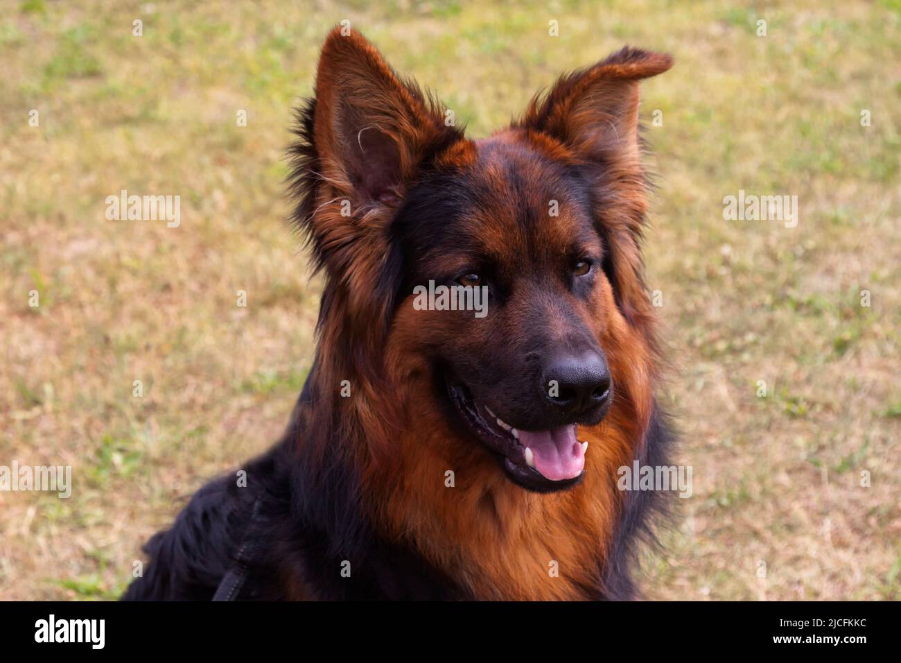 Old German herding dogs Stock Photo - Alamy