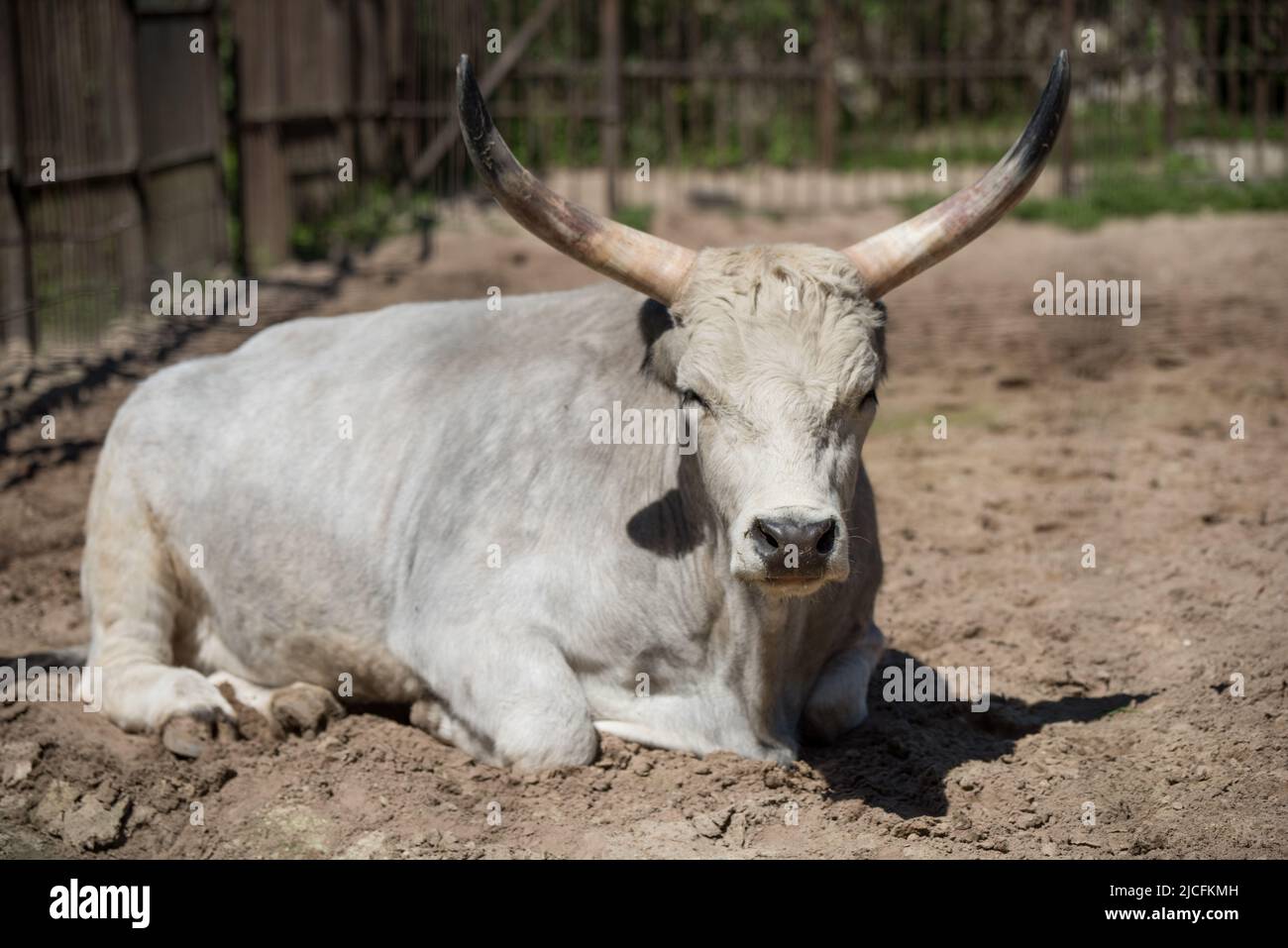 Hungarian grey cattle relax outdoor on zoo Stock Photo - Alamy