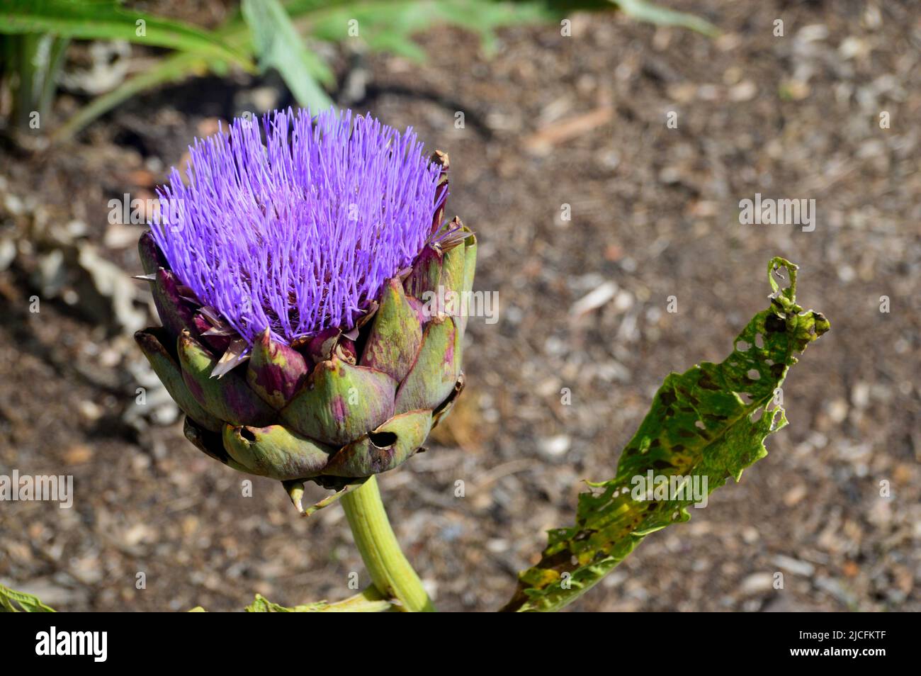 Vegetable garden flower border hi-res stock photography and images - Alamy