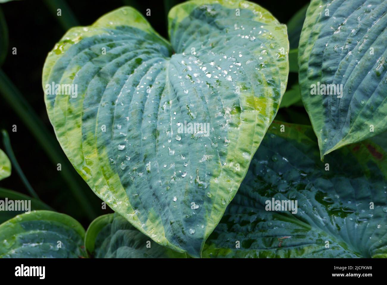 Hosta frances williams hi-res stock photography and images - Alamy