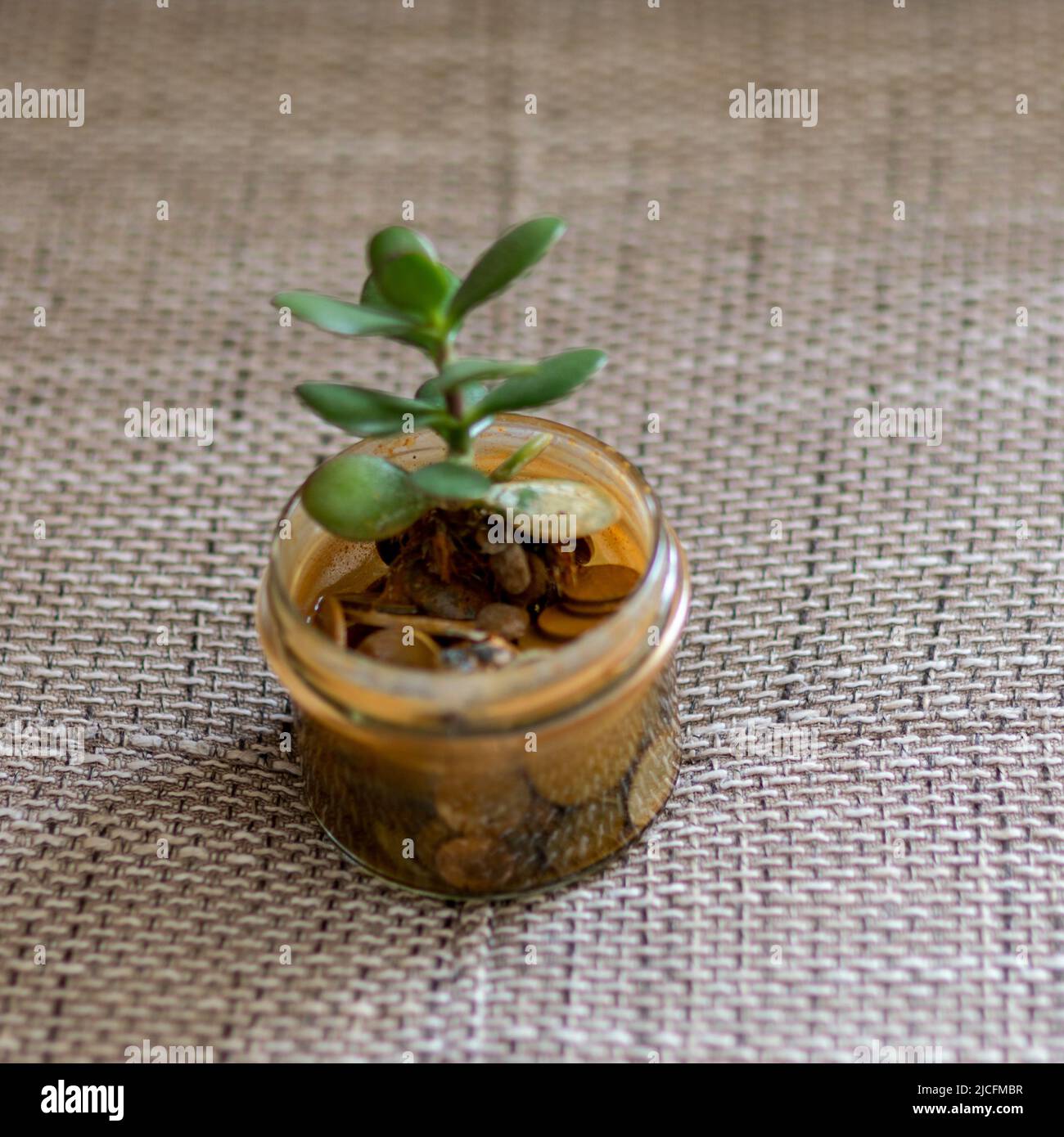 picture with glass jar, dirty money in the jar, money tree in the glass ...