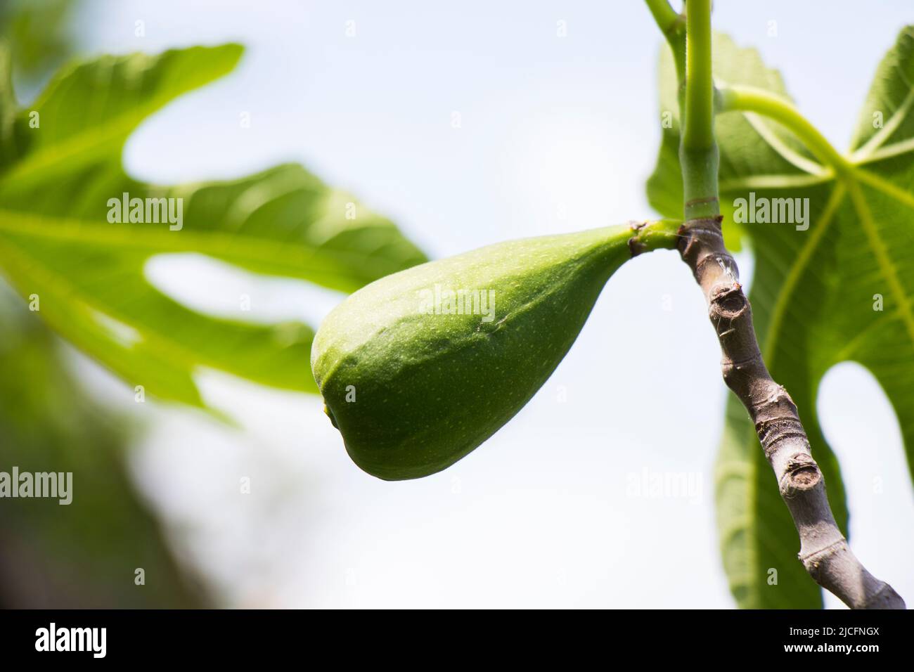 Fig on the tree, fig tree during summer Stock Photo - Alamy