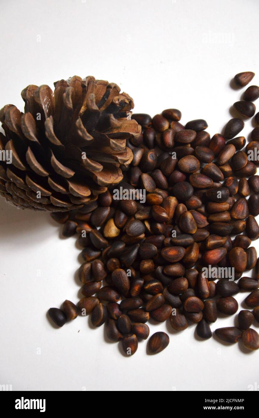 Siberian pine Cedar cone with nuts isolated on white background Stock ...