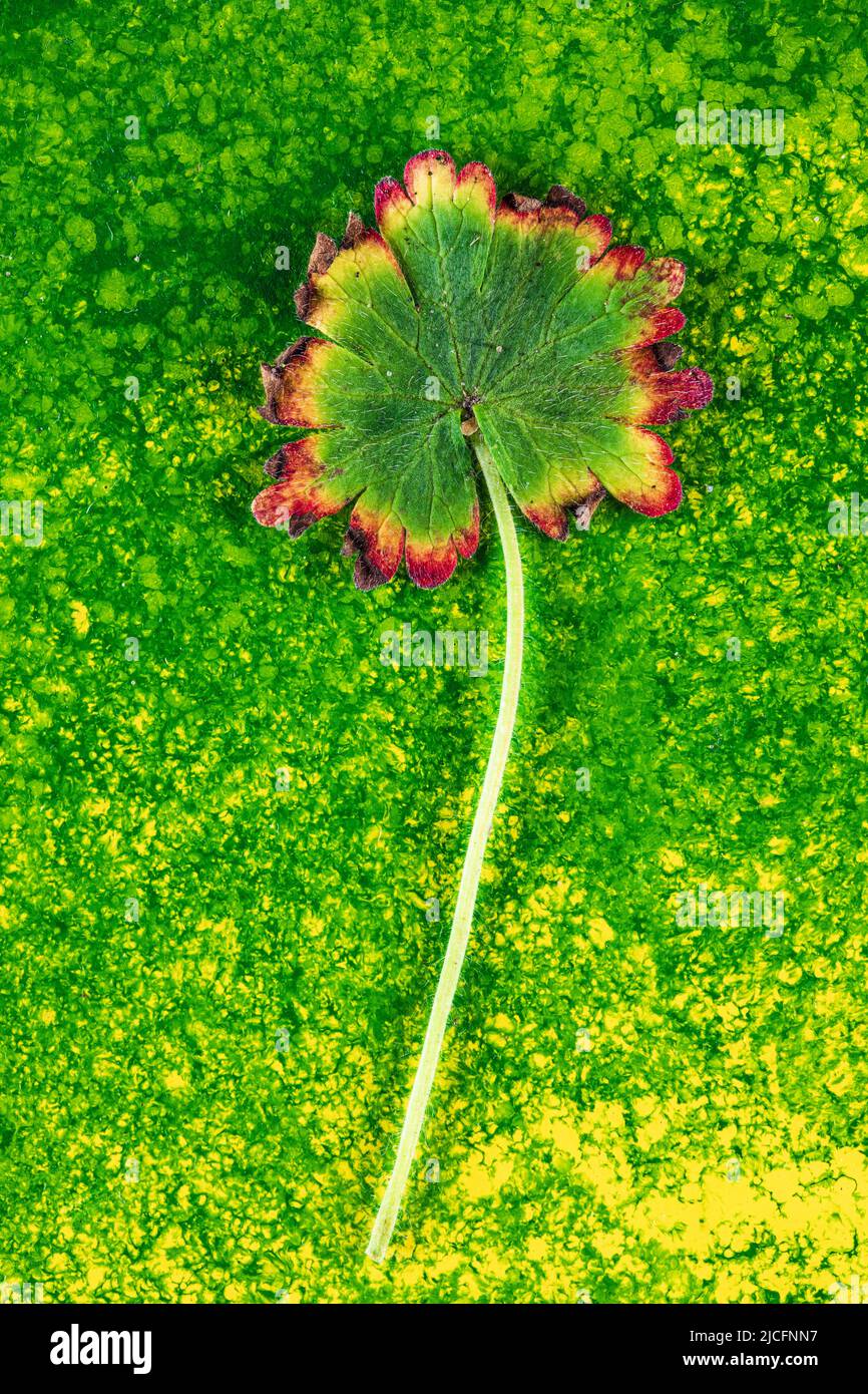 withered leaf, symbol transience, floral still life Stock Photo - Alamy