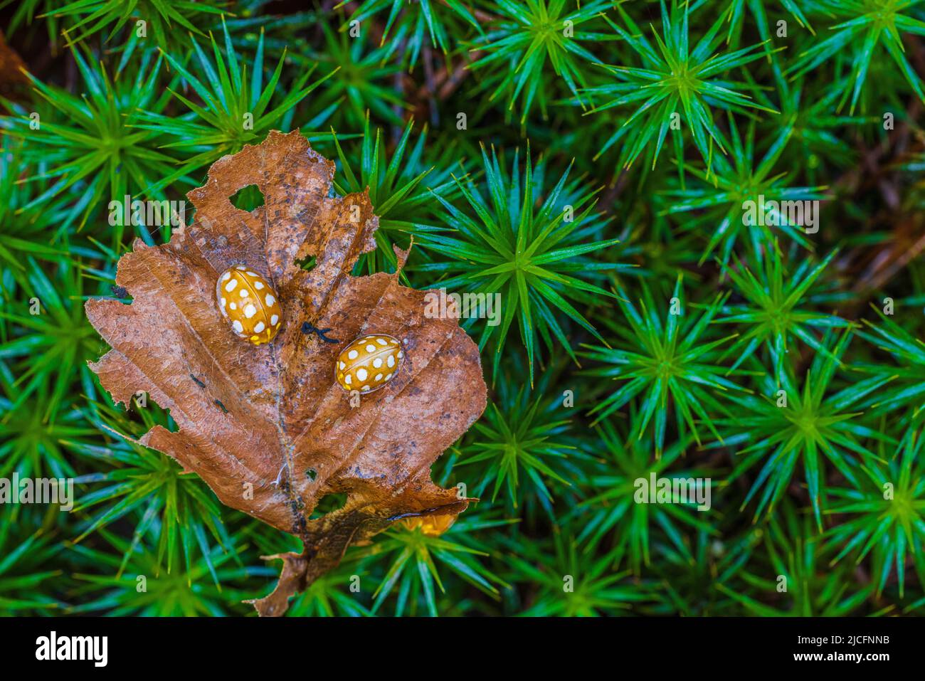 Moss lady hi-res stock photography and images - Alamy