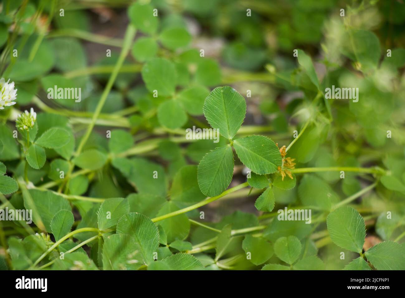 Shamrock green grass and field background, spring time Stock Photo - Alamy
