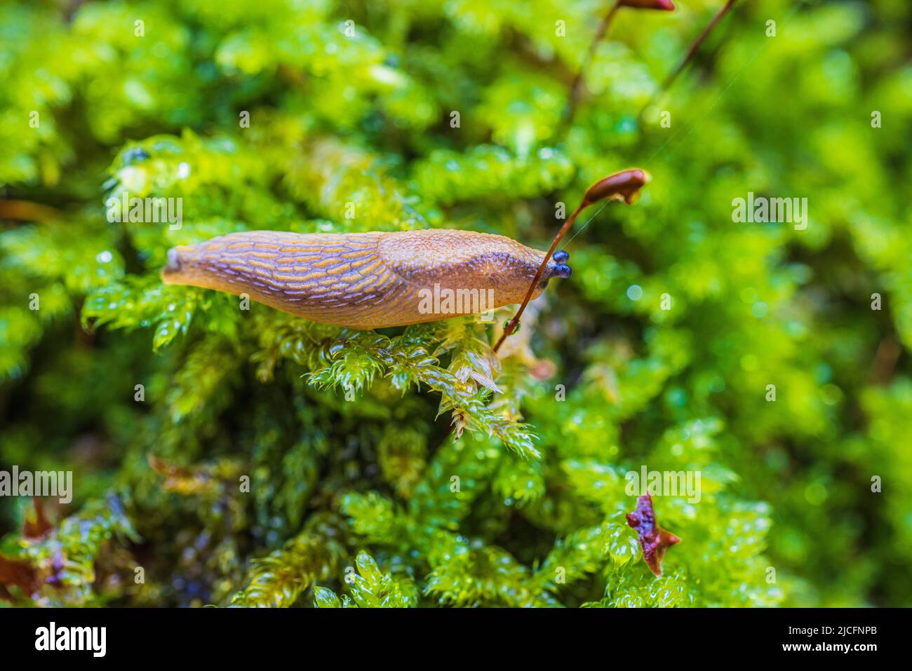 Spanish slug (Arion vulgaris) on forest floor, maidenhair moss Stock ...