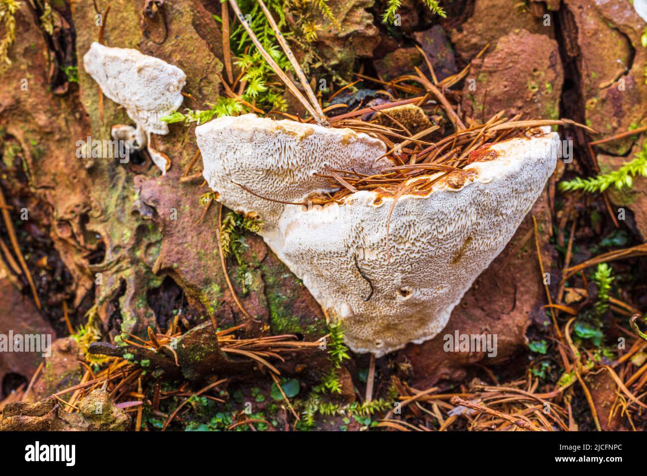 A root sponge grows on dead wood Stock Photo - Alamy