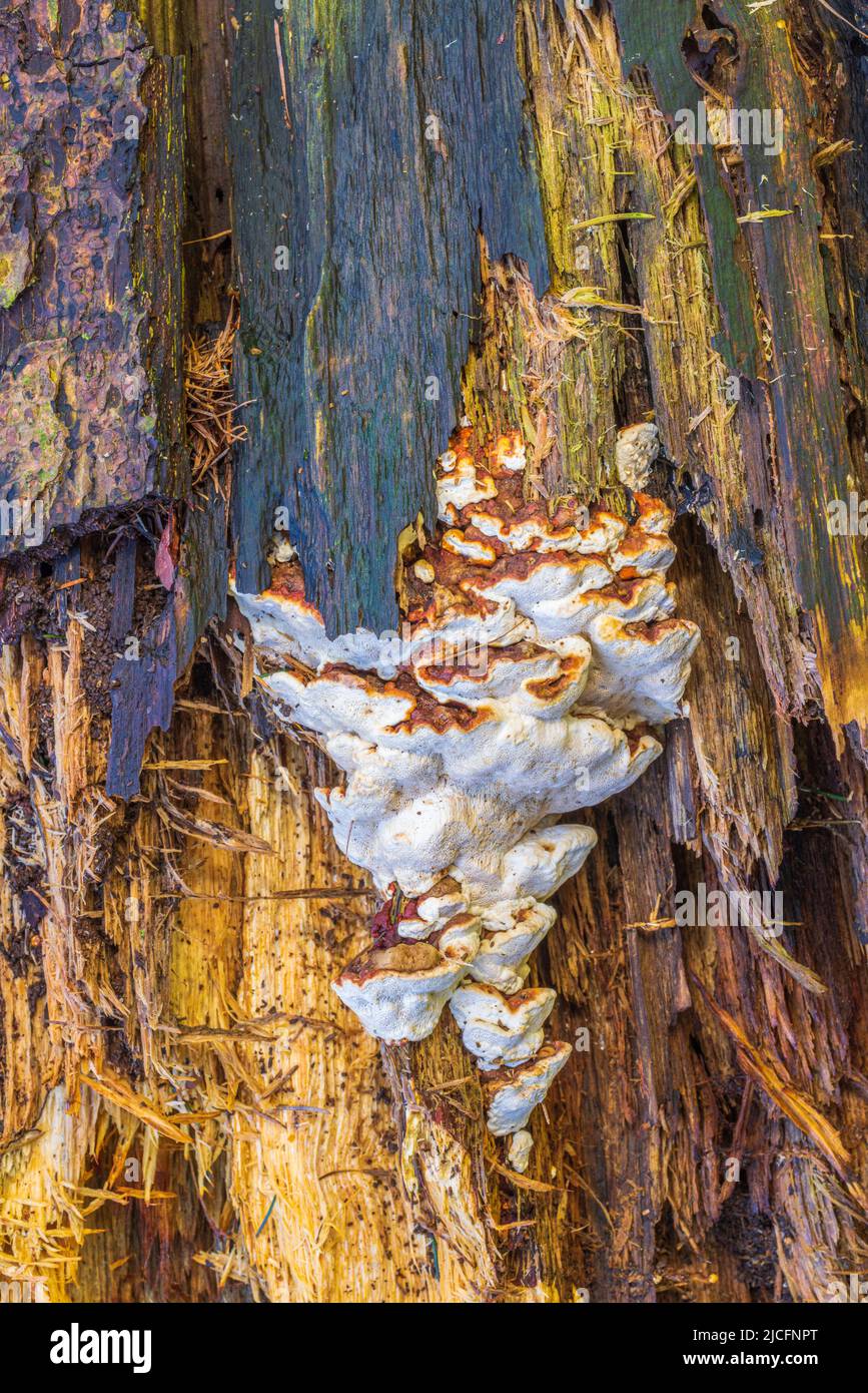 A root sponge grows on dead wood Stock Photo - Alamy